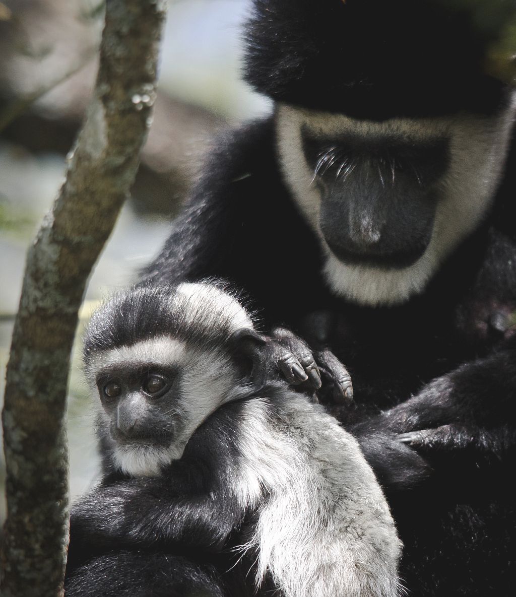 Elsen Karstad's 'Pic-A-Day Kenya': Colubus Monkeys Grooming. Mt. Kenya
