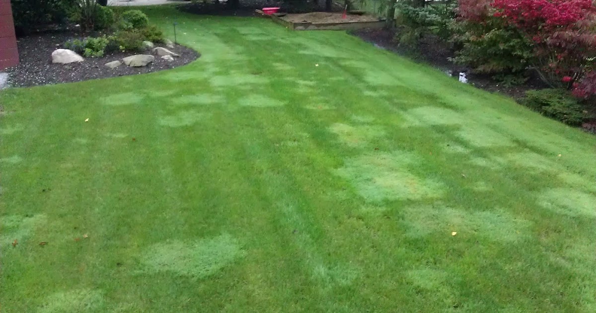 Lawn Lad Landscaper Controlling And Eliminating Creeping Bentgrass In The Home Lawn