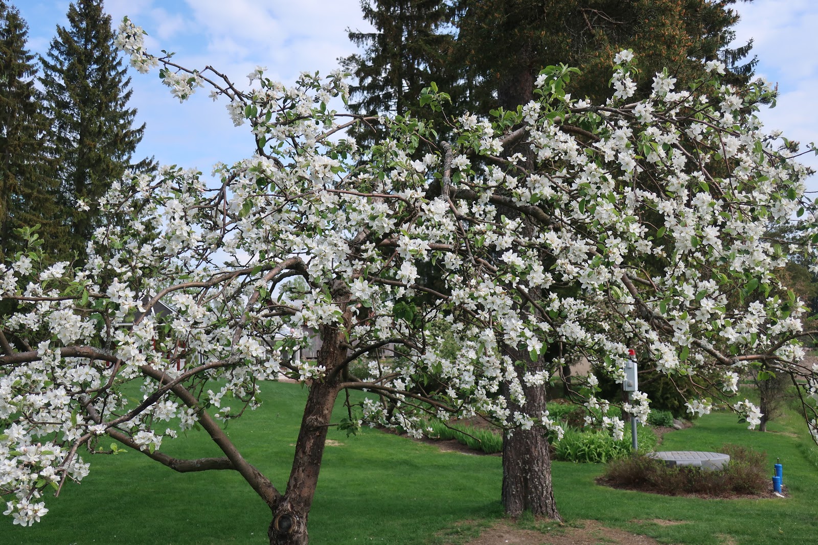 Puutarhan Lumo: Omenapuu kukkii