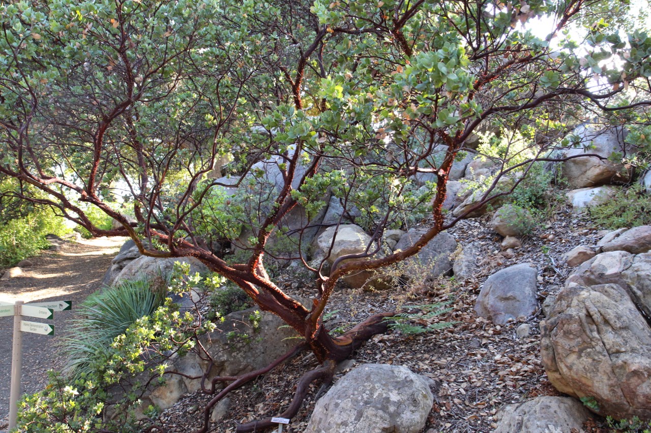 CA Native Garden: May 2015