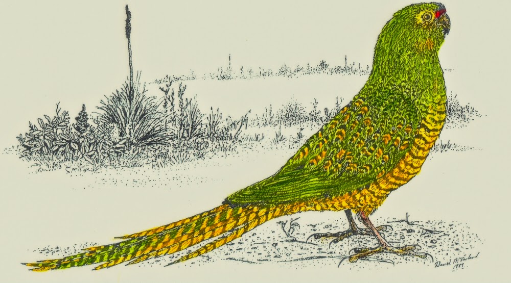 Western Ground Parrot history: Queensland Ground Parrot study 1989