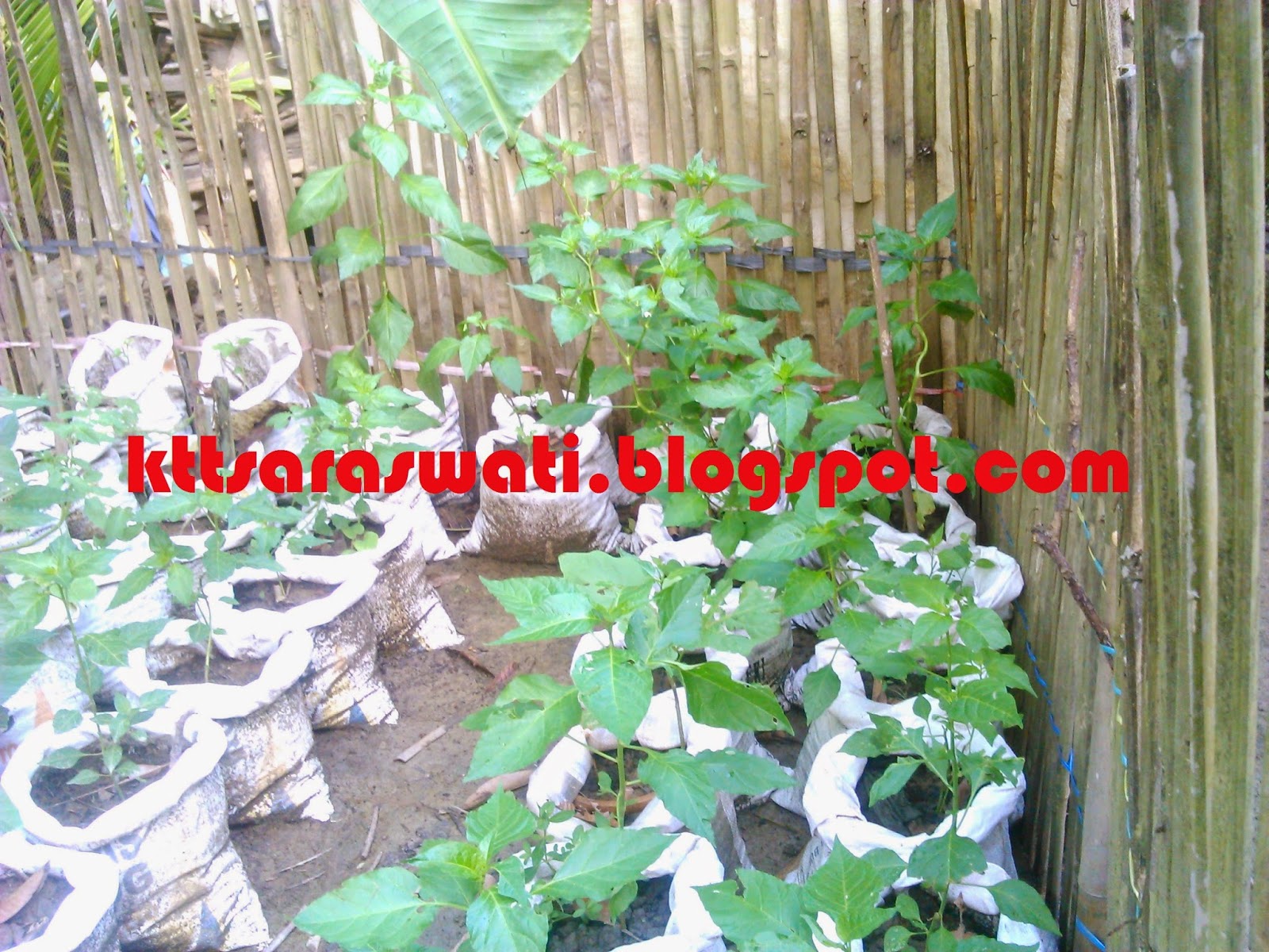 Sejarah Perkembangan Budidaya Tanaman Pertanian Dunia | Saraswati Update