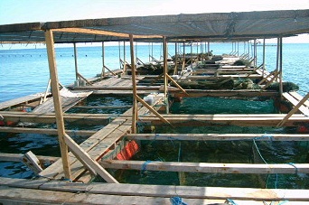 Lokasi Dan Konstruksi Keramba Jaring Apung