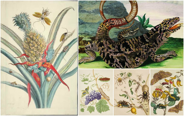 79. Maria Sibylla Merian (German, 1647-1717)