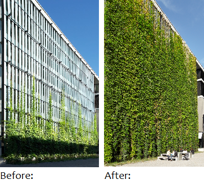 Jakob Wire Rope: How long will my Green Wall take to grow?