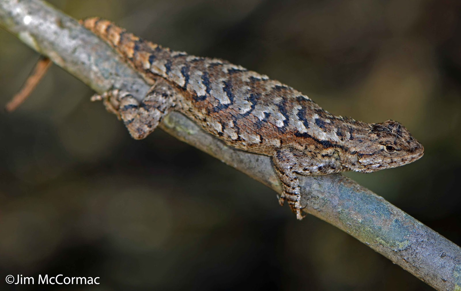 Ohio Birds and Biodiversity: Leap Day leapers!