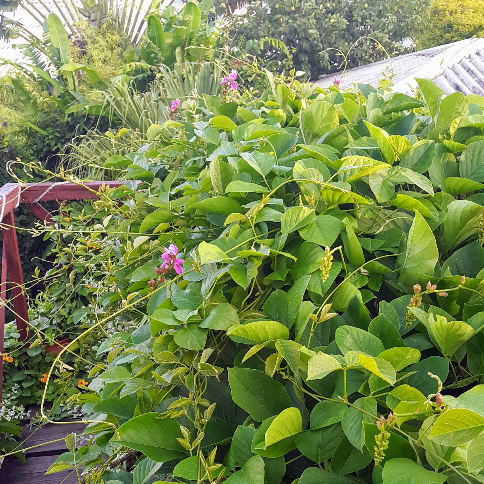 "Verdade//aspas" : 👪 Fabaceae (Lablab purpureus)