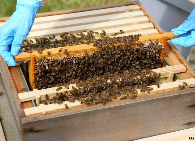 Corona Apicultores: LA ABEJA BUCKFAST