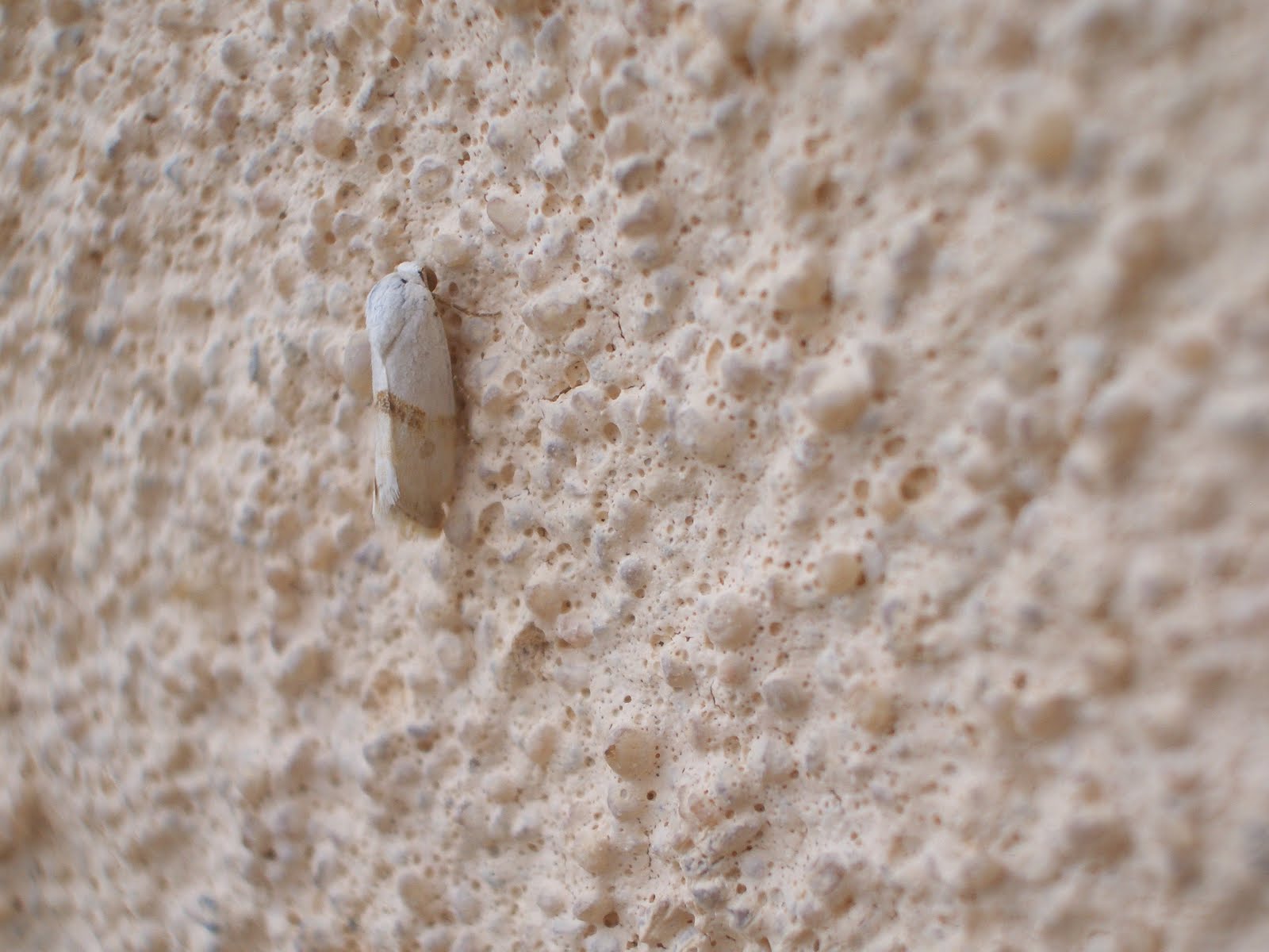 Big Bend - Texas Nature: Poo-moths