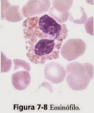 Hematologia: Serie Leucocitaria, Eosinófilos