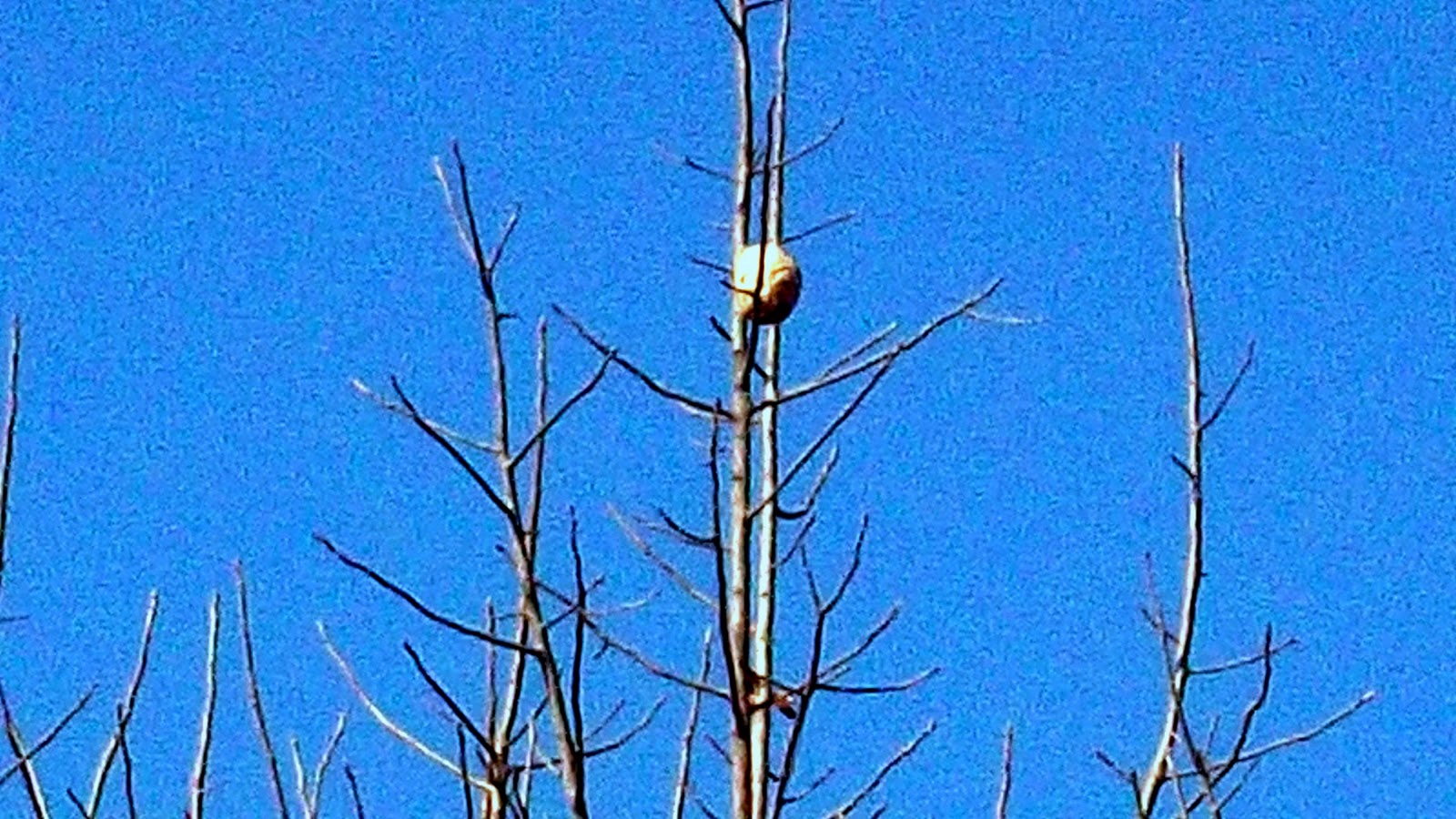 Pakhribas Updates: Aringal