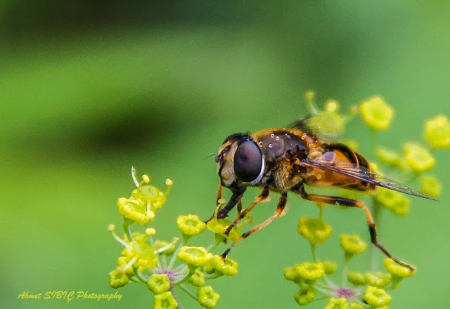 Böcek Fotoğrafları Nasıl Çekilir? - Profesyonel Fotoğrafçılık