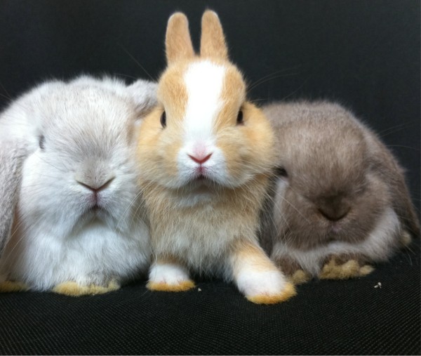 Rabbits for sale in Singapore!: (Sold) Bright coat Vienna Marked Orange ...