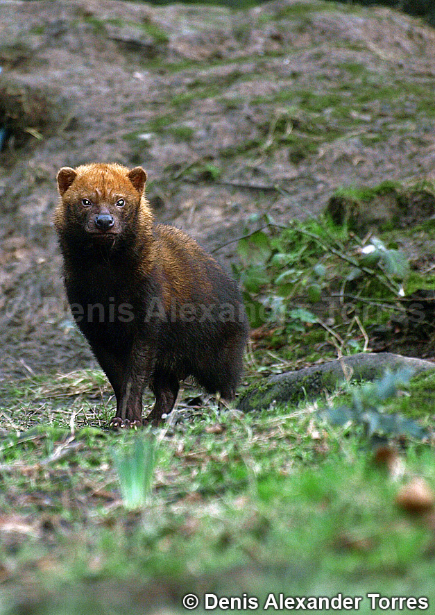 VISION TORRES - IMAGENES DE NUESTRO MUNDO: EL ENIGMÁTICO PERRO DE MONTE