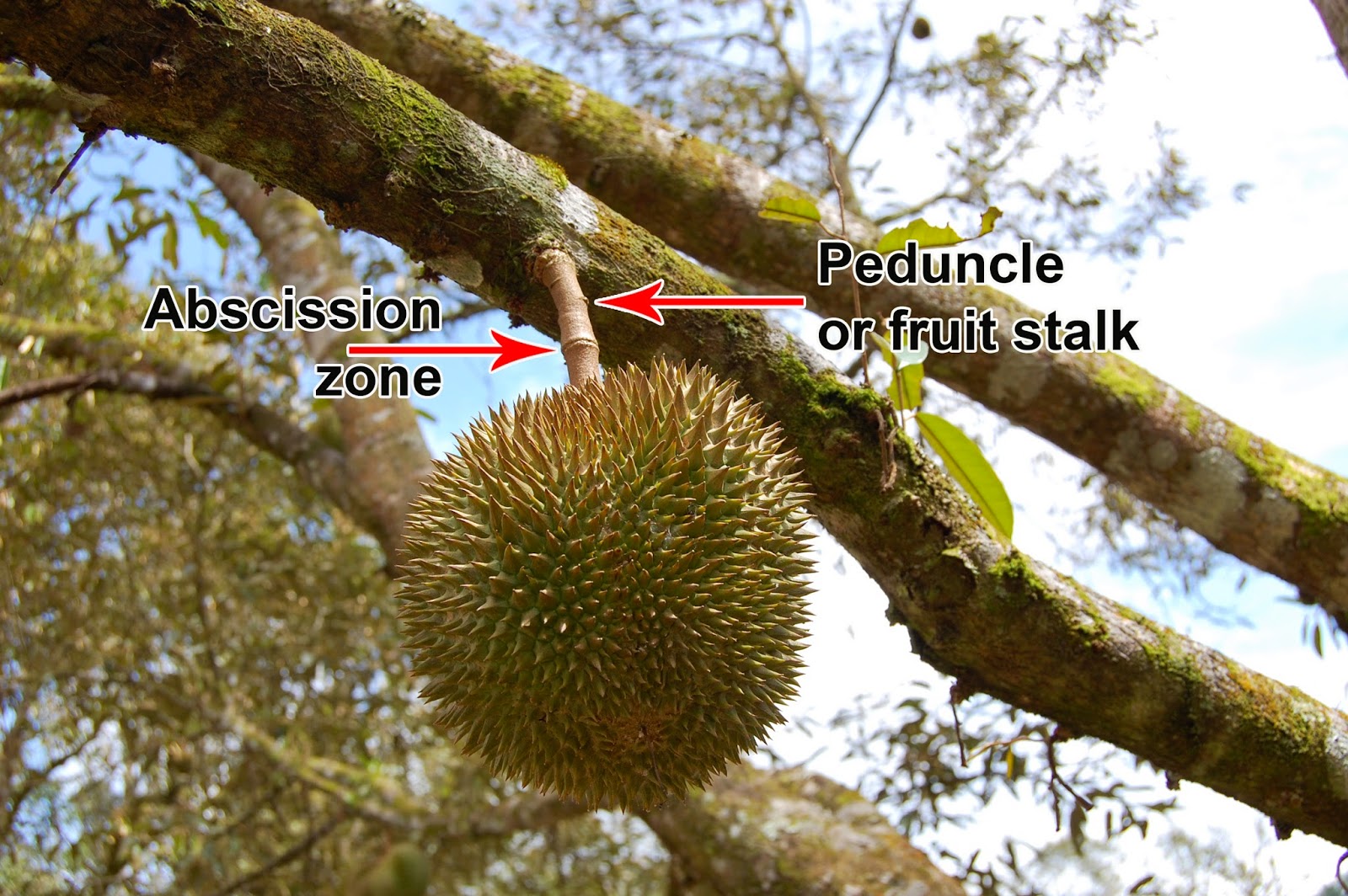 Durian Info: Botany of The Common Durian