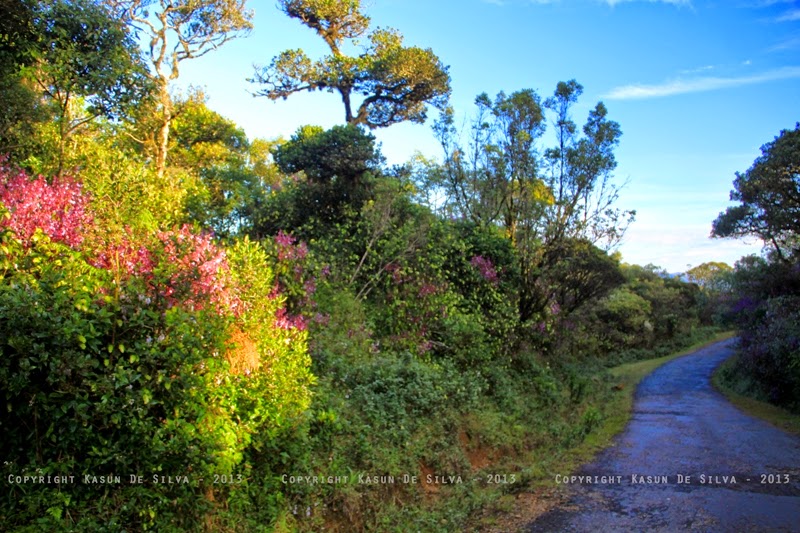 Sri Lankan Travelogue : Mesmerized by Millions of Petals - Nelu Blossom ...