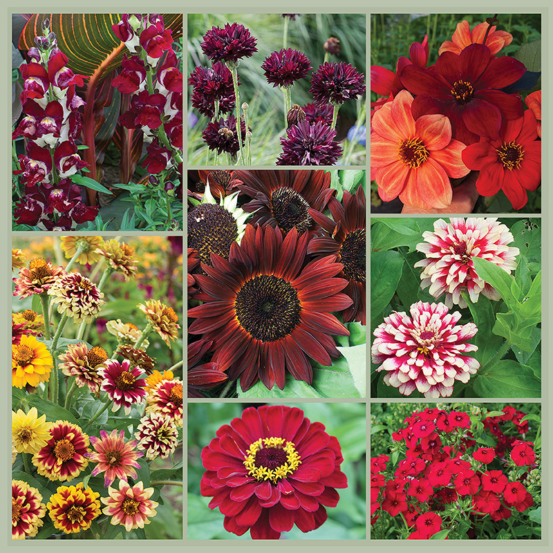 Color-Themed Annual Gardens