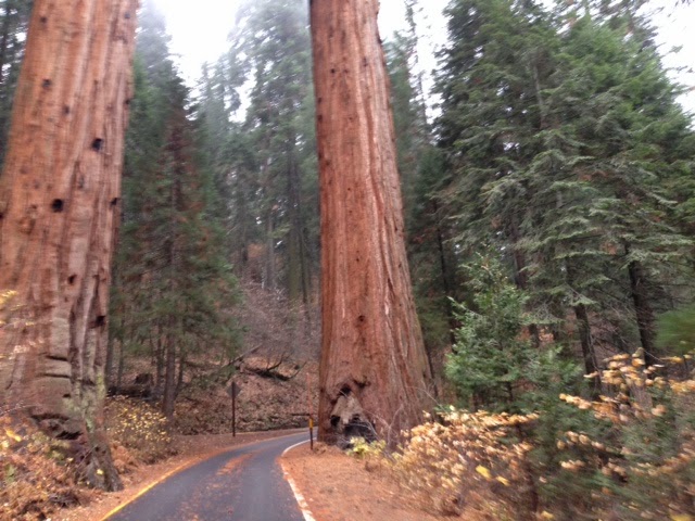 Mile Markers: A Beautiful Drive, Big Trees and Tacos!