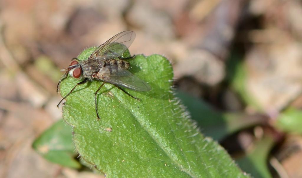 Ohio Birds and Biodiversity: Some cute, and not so cute, flies