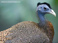 KUAU RAJA - Flora & Fauna Indonesia