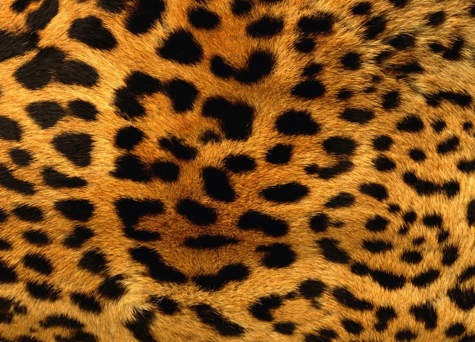 Leopard Print HQ Wallpapers