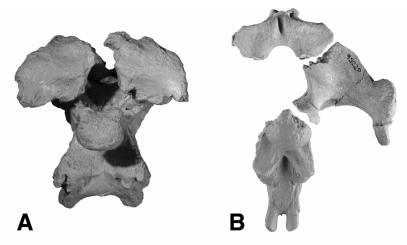 Nuevas pistas sobre el "Taxón B" malgache: la descripción de Vahiny ...