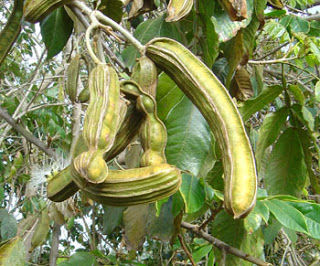 Espigas de Trigo: Mi abuelo me lo contó, hablando de Costa Rica y la ...