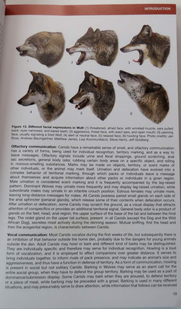 Book Review - Canids of the World, Princeton Field Guides - Travels ...