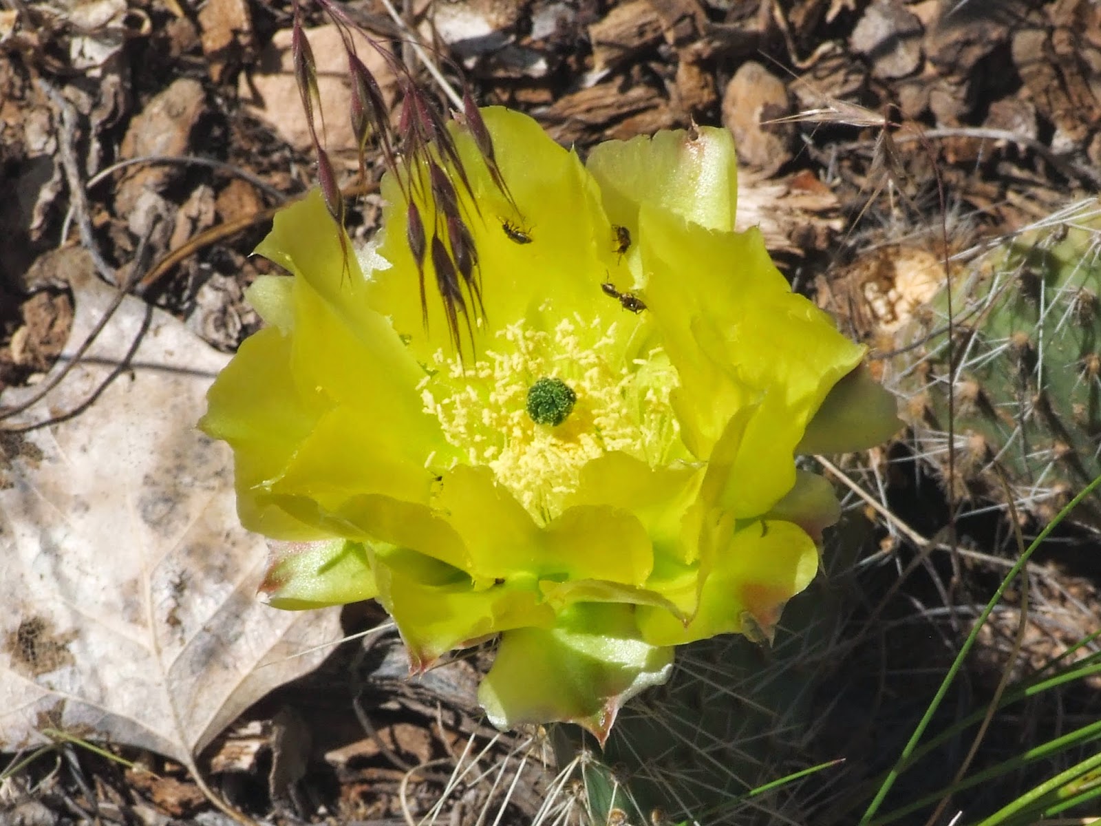 Skunk Tracks: Nature Walk - June 7th, 2014