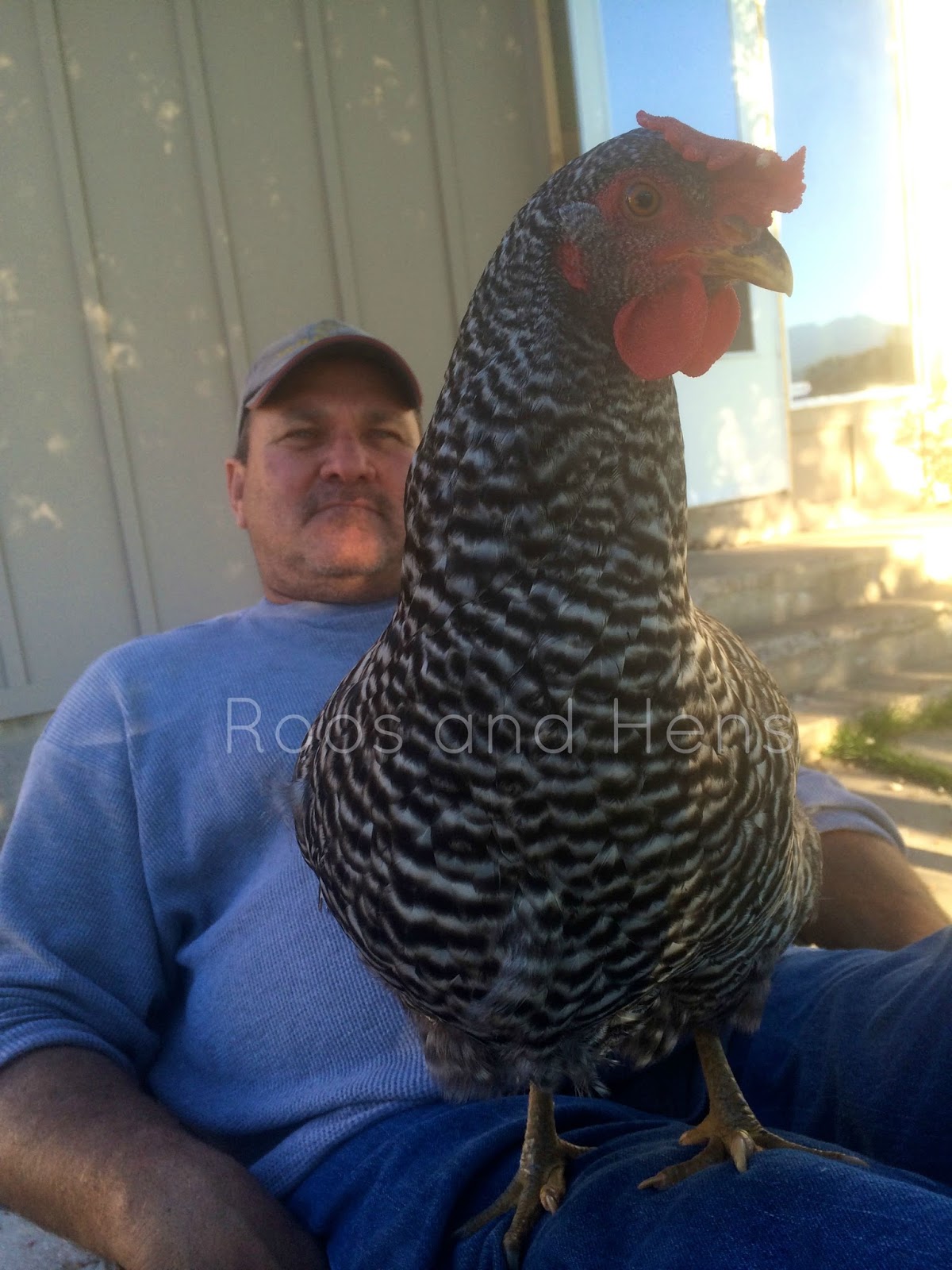 Roos and Hens : Chickens Free Therapy and Life Lessons