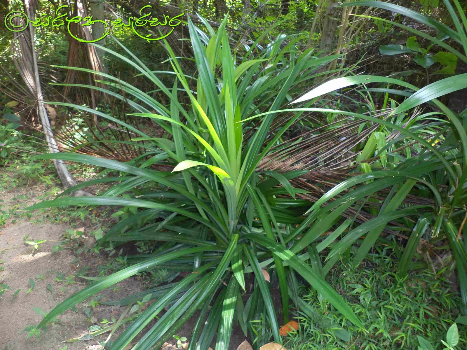 Trees and Plants of Sri Lanka: රම්පා - Rampa - Rampe - Pandanus ...