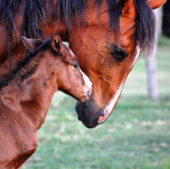 La reproducción de los caballos