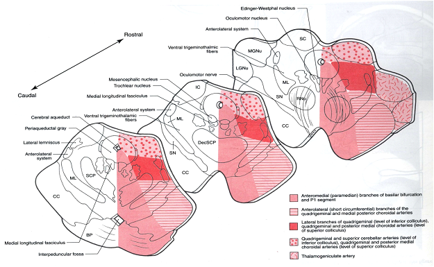 Healthy Ranula: Central Nervous System(CNS) -Blood Supply