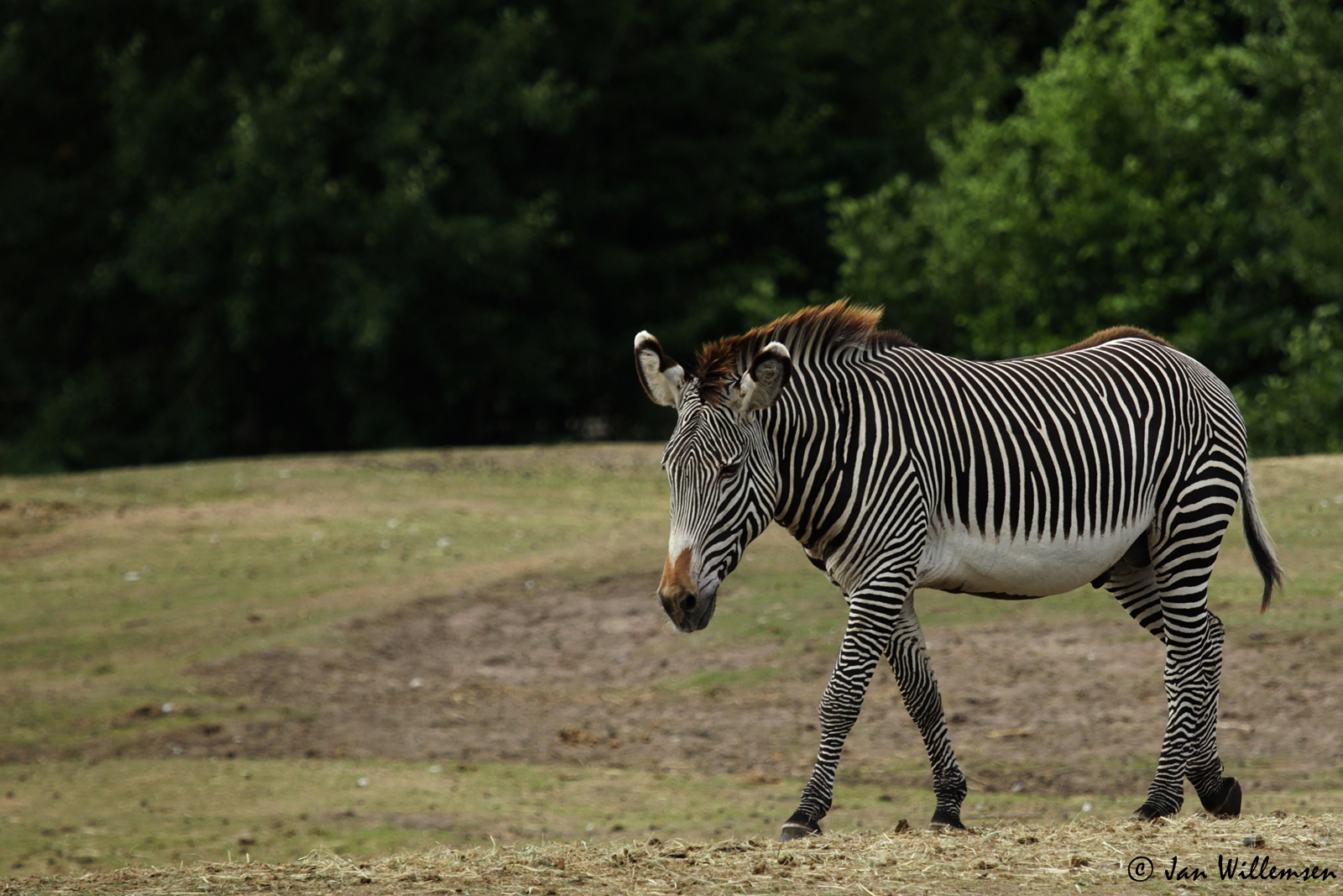 Jan Willemsen Fotografie: ZOO Beekse Bergen Hilvarenbeek