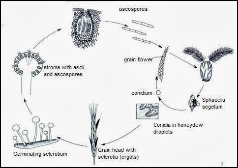 once along the way: Claviceps purpurea