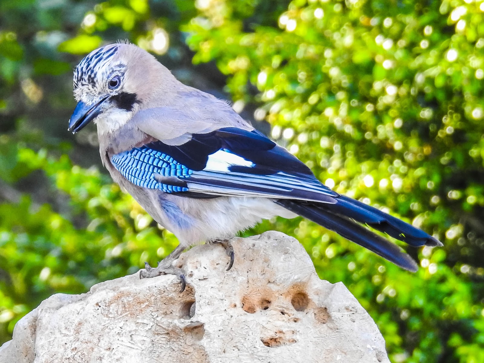 AVES DEL CIELO - BIRDS OF HEAVEN: Arrendajo euroasiático (Garrulus ...