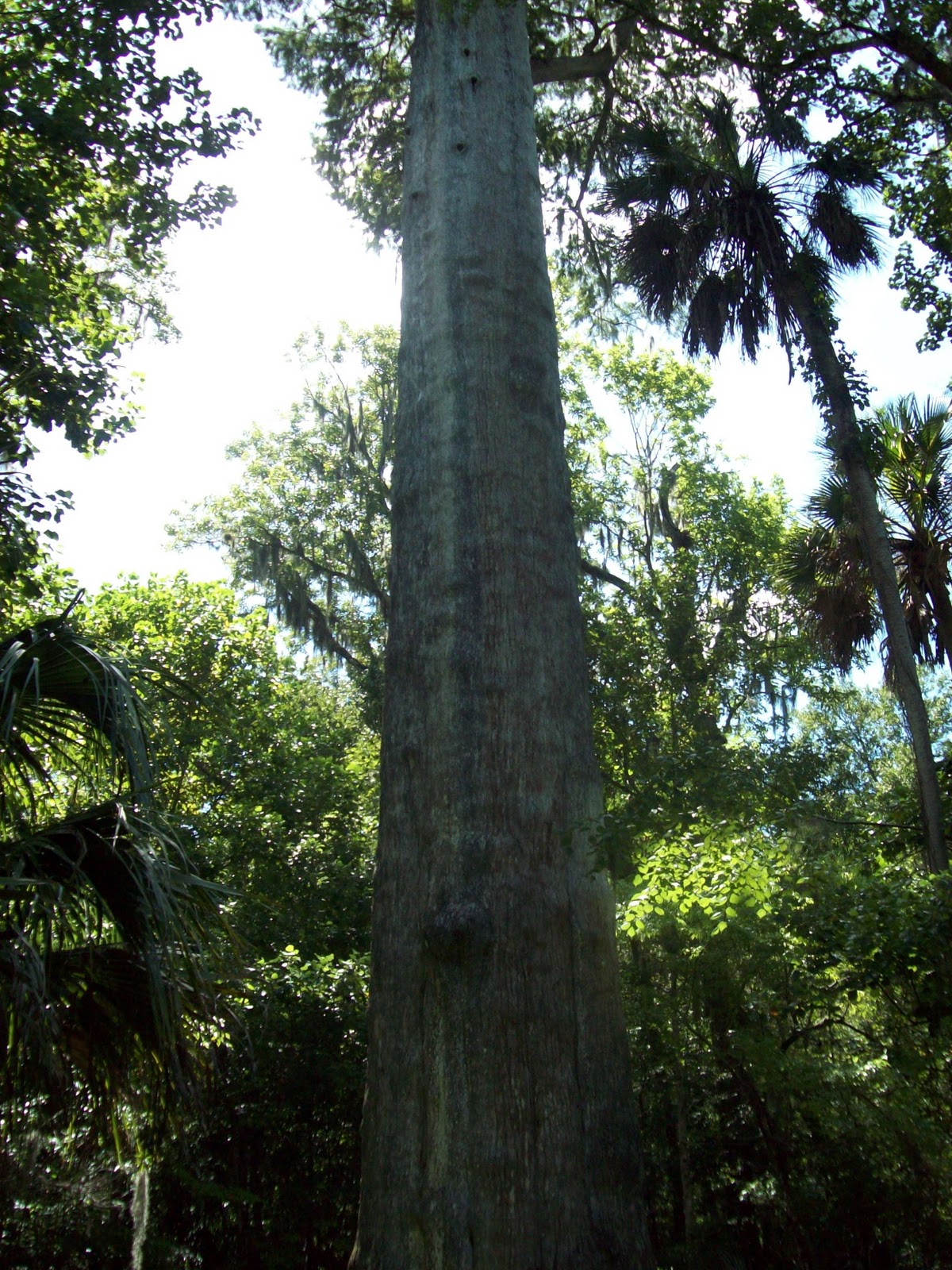 Brian's Daily Ramblings & Artistic Endeavors: The Senator Cypress Tree ...