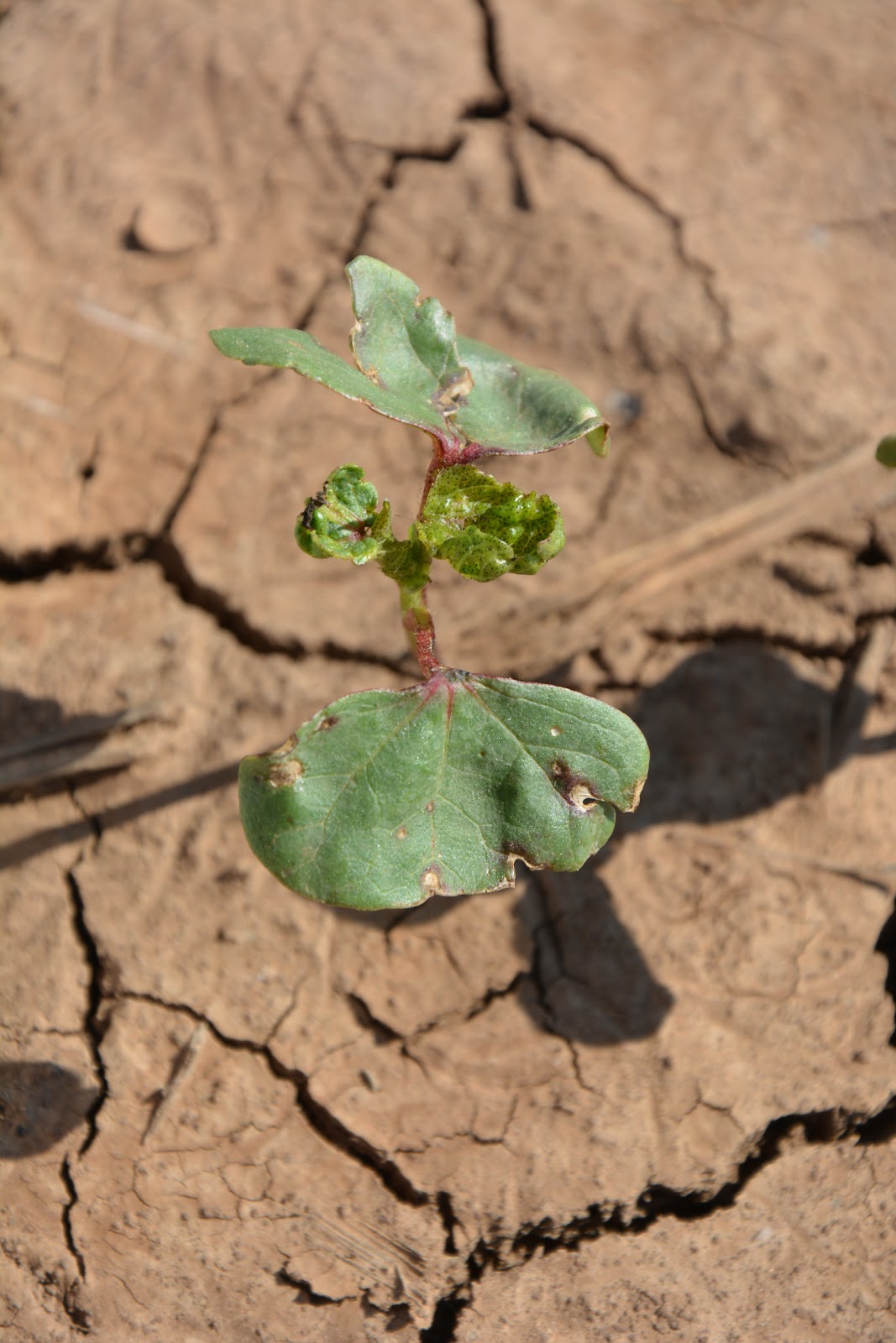 FOCUS on Entomology: Texas South Plains Cotton: Thrips Numbers on the ...