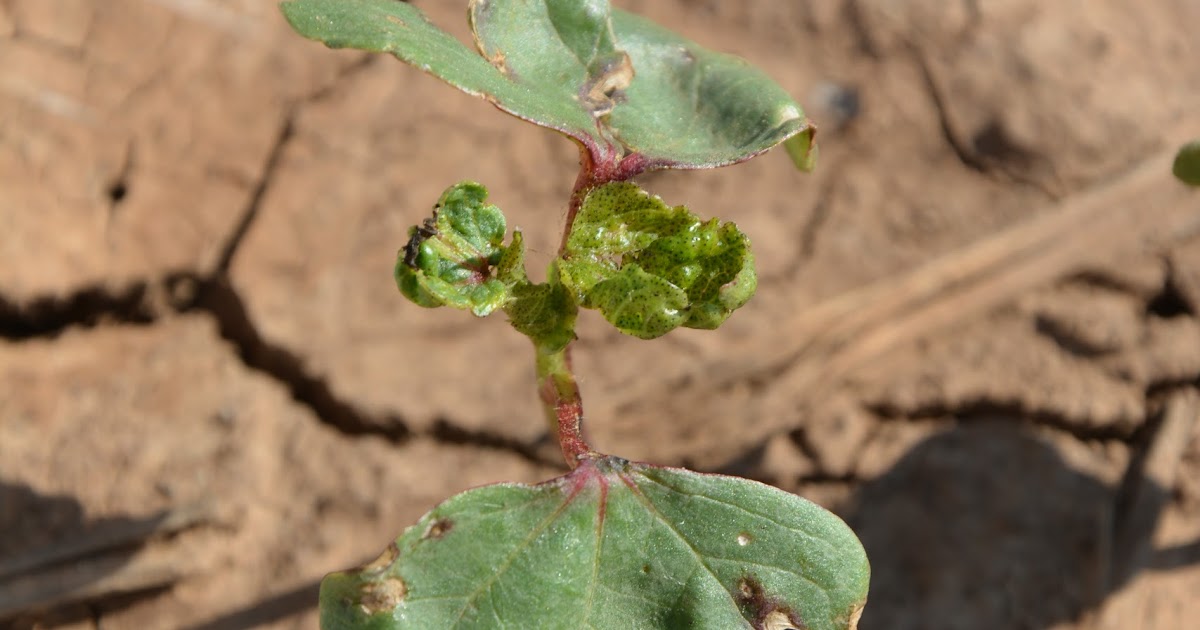 FOCUS on Entomology: Texas South Plains Cotton: Thrips Numbers on the ...