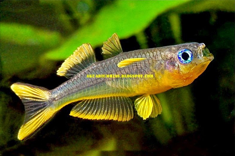 Ikan Garpu Ekor Kuning (Forktail Rainbowfish) - Akuarium Ikan Hias