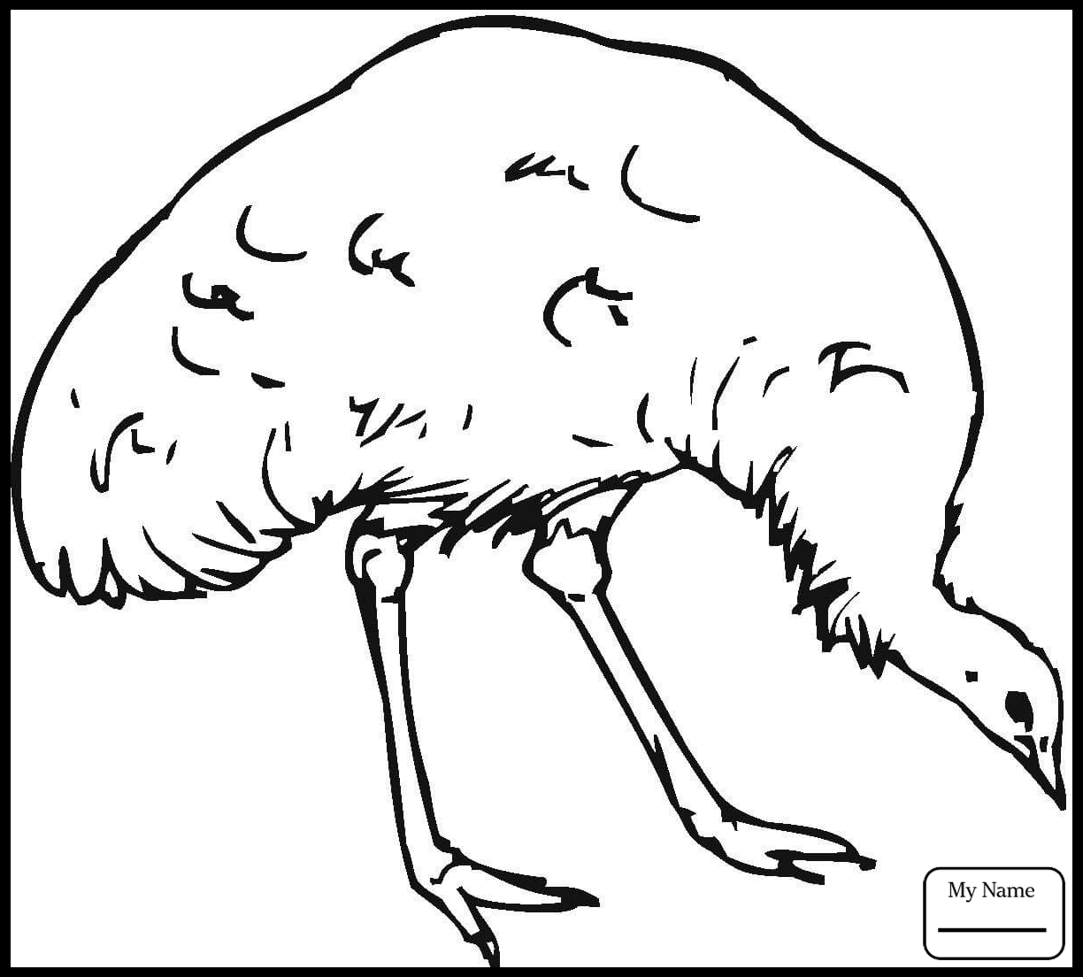 emu coloring pages - jiahajava