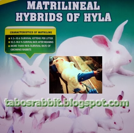 Mengenal Kelinci Hyla