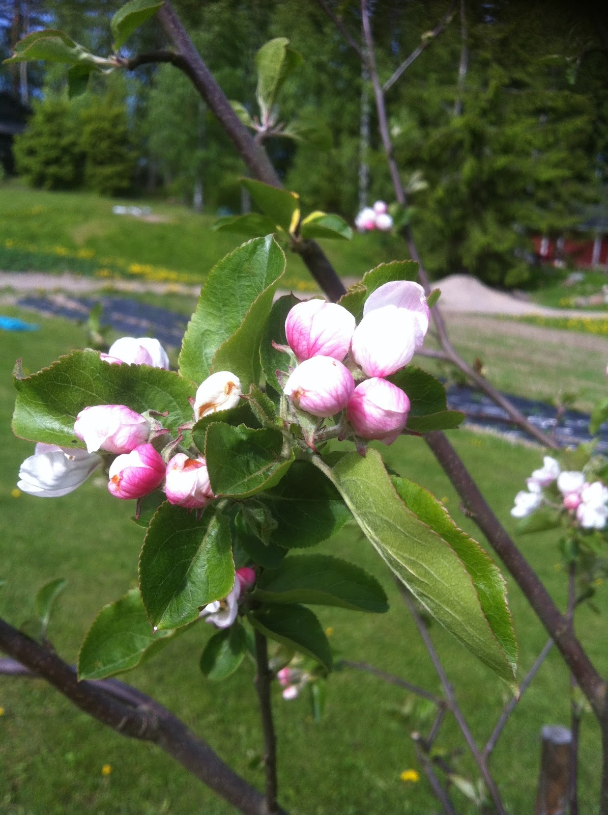 KIVIMÄEN ELÄMÄÄ: kirsikkapuut kukkii