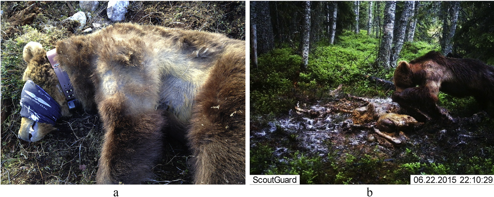 Parasite of the Day: Trichodectes pinguis