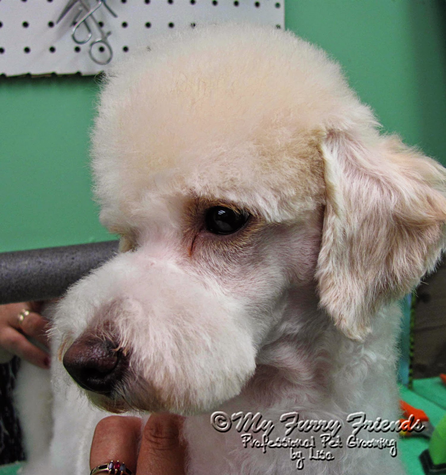 Pet Grooming: The Good, The Bad, & The Furry: Cute Face How-To