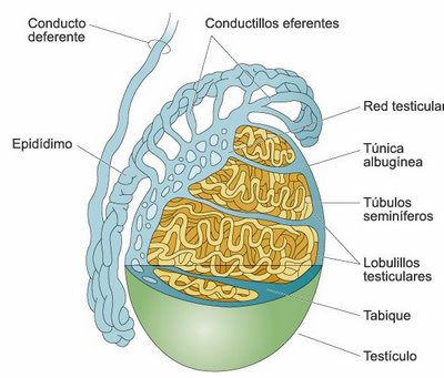 Urologo México: Epidídimo