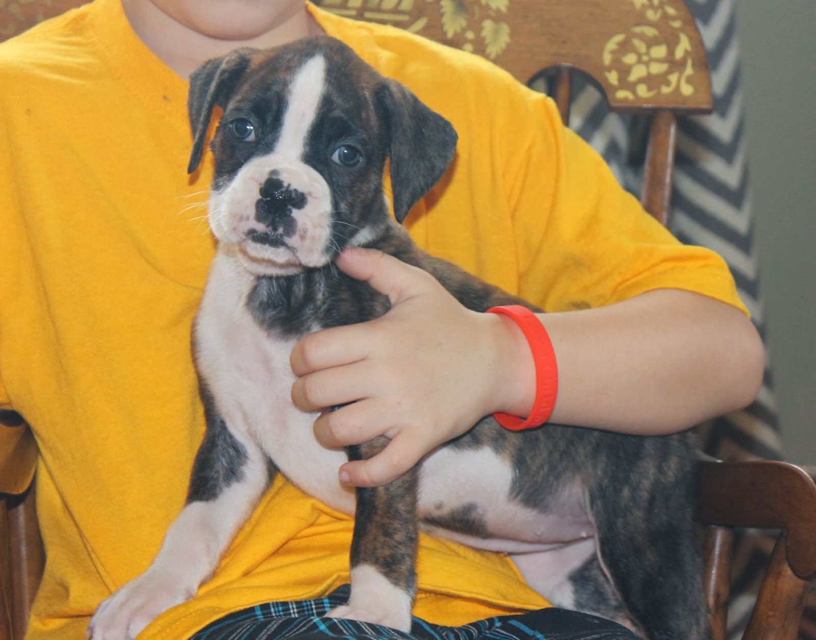 Bailey's Boxer Pups: 6 weeks