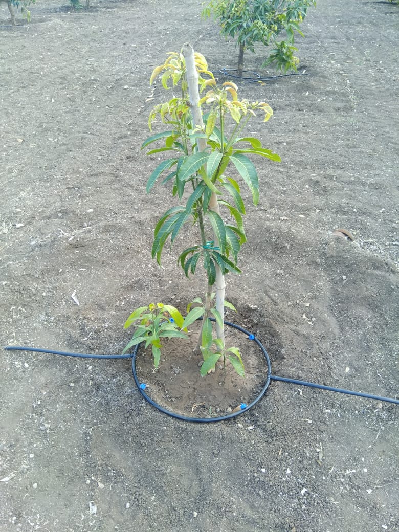 Drip Irrigation System Design - Basic Aspects