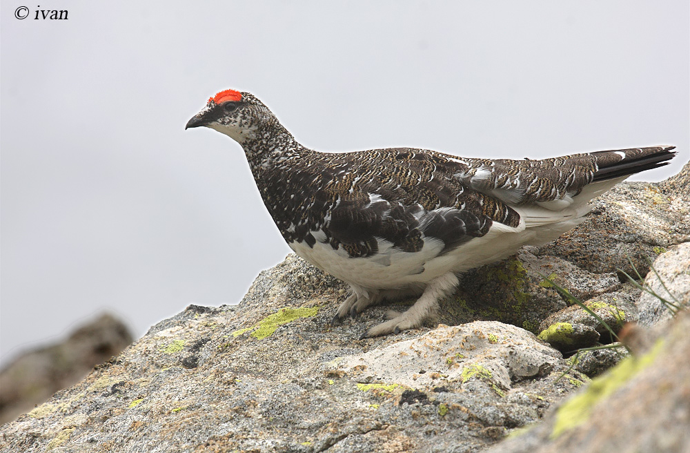 Miradas Cantábricas: Perdiz nival volando
