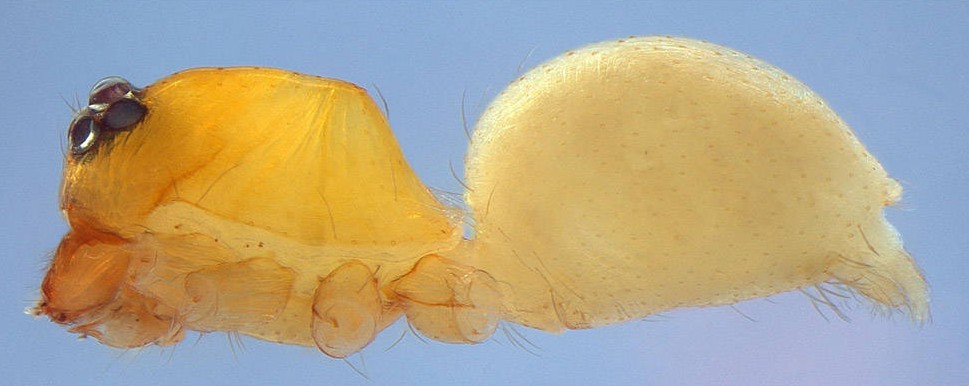 Arquivos do Insólito: Ufologia, Criptozoologia, Fenômenos Anômalos ...